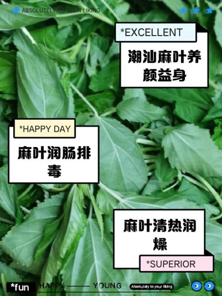 麻叶是什么_麻叶的功效与作用-第1张图片-山城妙识 麻叶是什么_麻叶的功效与作用-第1张图片-山城妙识