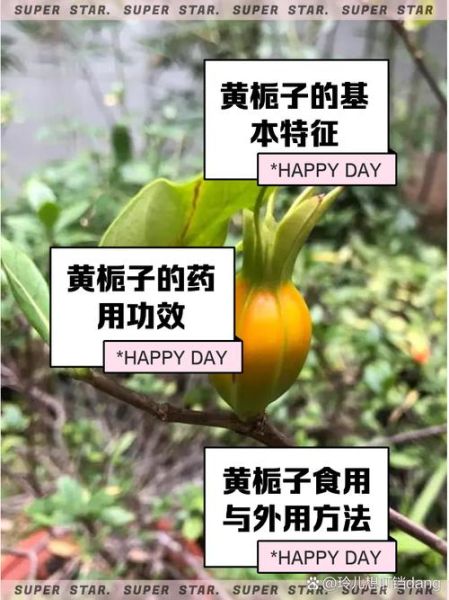 黄栀子功效与作用_黄栀子禁忌有哪些-第3张图片-山城妙识