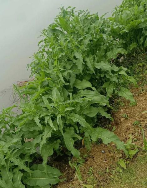 野菠菜图片_如何辨认野菠菜-第1张图片-山城妙识 野菠菜图片_如何辨认野菠菜-第1张图片-山城妙识