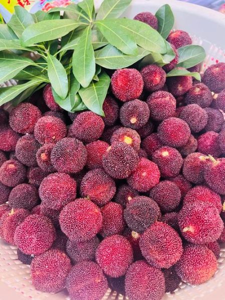 杨梅图片大全大图_如何挑选高清杨梅图-第1张图片-山城妙识