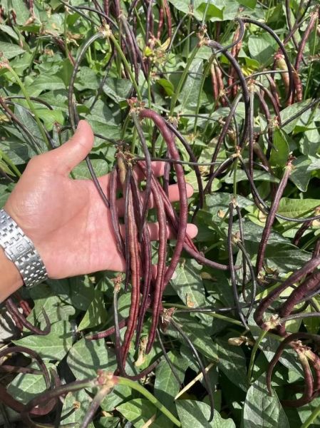 红豇豆图片大全大图_红豇豆怎么挑选-第2张图片-山城妙识