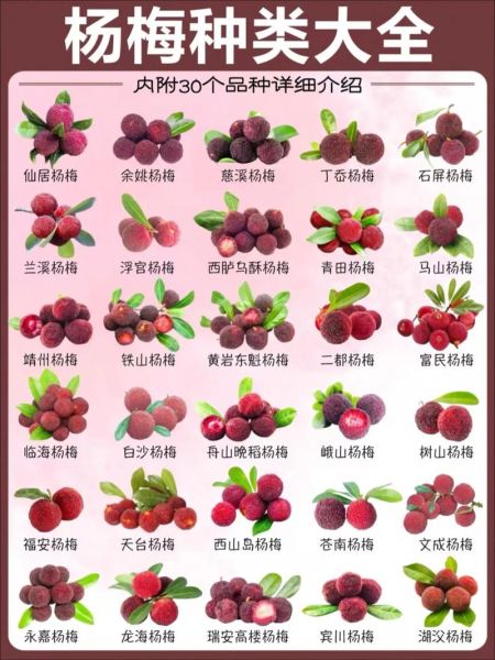 杨梅图片大全大图_如何挑选高清杨梅图-第2张图片-山城妙识