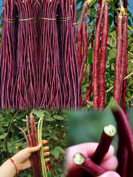 红豇豆图片大全大图_红豇豆怎么挑选-第1张图片-山城妙识