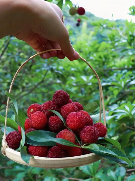 杨梅图片大全大图_如何挑选高清杨梅图-第3张图片-山城妙识