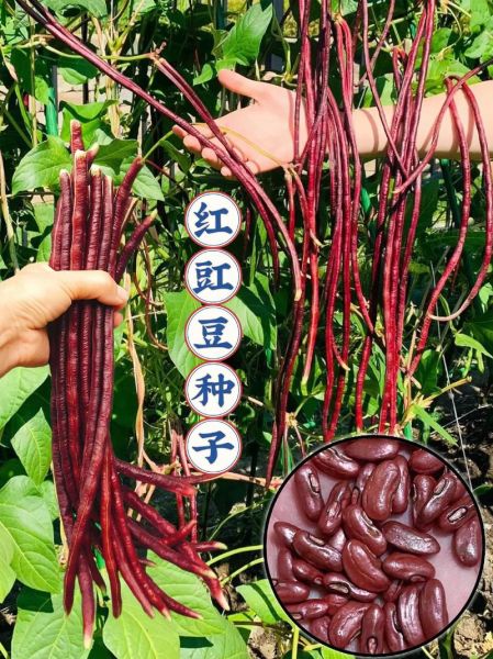 红豇豆图片大全大图_红豇豆怎么挑选-第3张图片-山城妙识