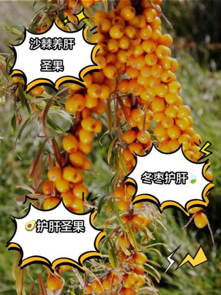 护肝的食物和水果有哪些_哪些水果最护肝-第3张图片-山城妙识 护肝的食物和水果有哪些_哪些水果最护肝-第3张图片-山城妙识