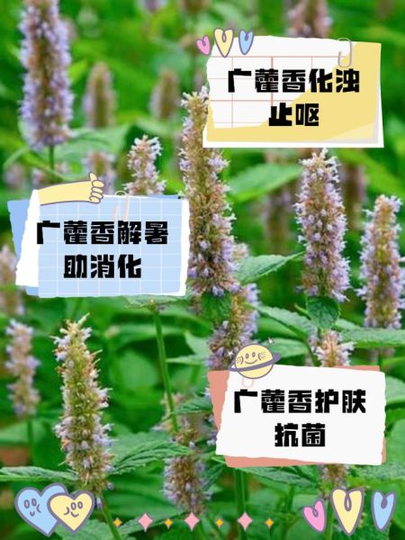 藿香叶禁忌人群有哪些_哪些人不能吃藿香叶-第1张图片-山城妙识 藿香叶禁忌人群有哪些_哪些人不能吃藿香叶-第1张图片-山城妙识