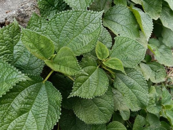 藿香叶禁忌人群有哪些_哪些人不能吃藿香叶-第2张图片-山城妙识 藿香叶禁忌人群有哪些_哪些人不能吃藿香叶-第2张图片-山城妙识