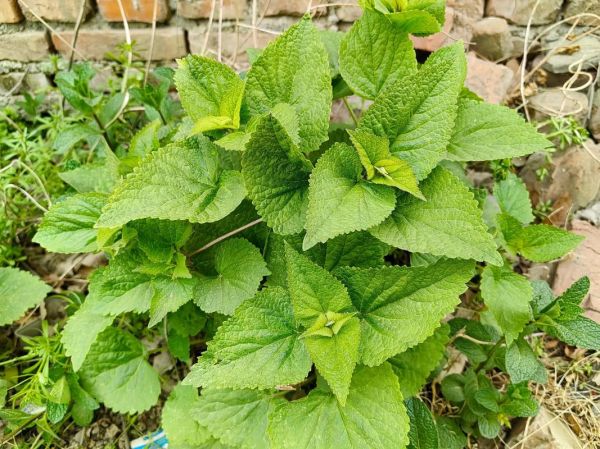 藿香叶禁忌人群有哪些_哪些人不能吃藿香叶-第3张图片-山城妙识 藿香叶禁忌人群有哪些_哪些人不能吃藿香叶-第3张图片-山城妙识