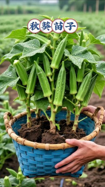 秋葵苗长什么样_秋葵苗图片如何辨别真假-第3张图片-山城妙识