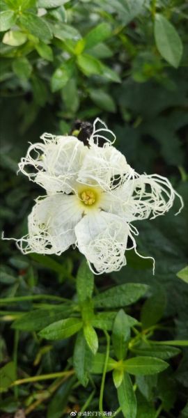 瓜蒌花图片长什么样_瓜蒌花图片怎么拍好看-第1张图片-山城妙识