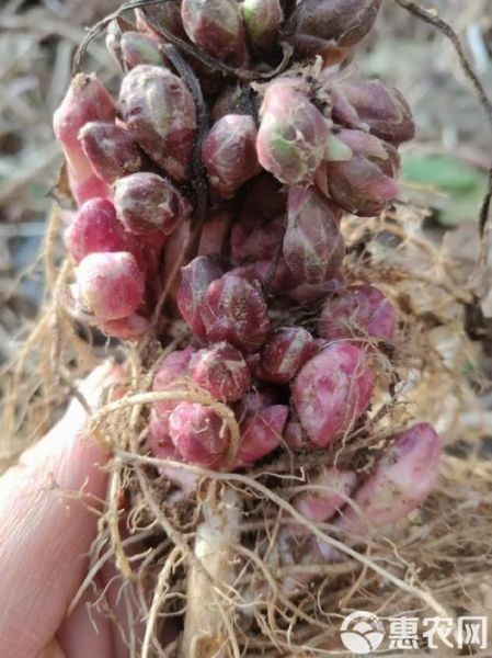 款冬花图片_款冬花长什么样-第1张图片-山城妙识