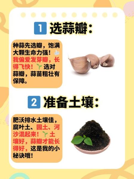北方大蒜什么时候种_北方大蒜种植方法-第1张图片-山城妙识
