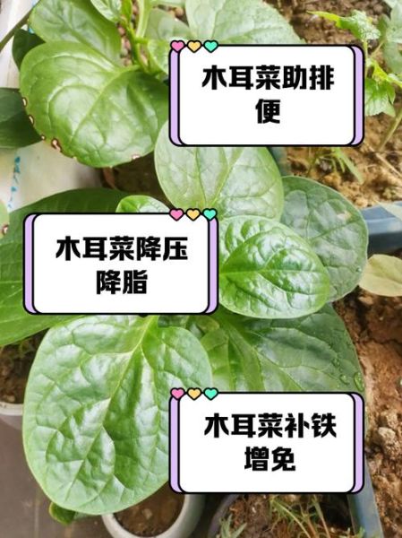 大叶木耳菜的功效与作用_孕妇能吃吗-第1张图片-山城妙识