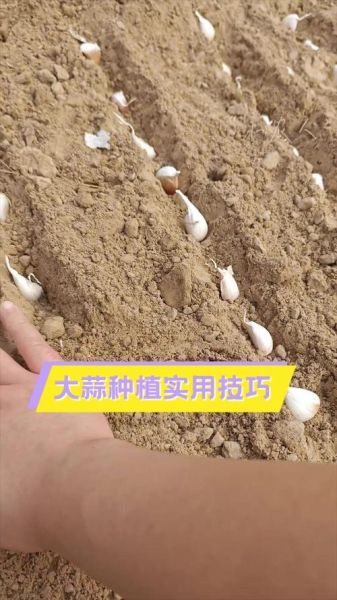 北方大蒜什么时候种_北方大蒜种植方法-第3张图片-山城妙识