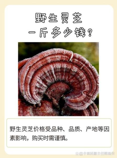 野生灵芝多少钱一斤_野生灵芝价格为什么差距大-第2张图片-山城妙识