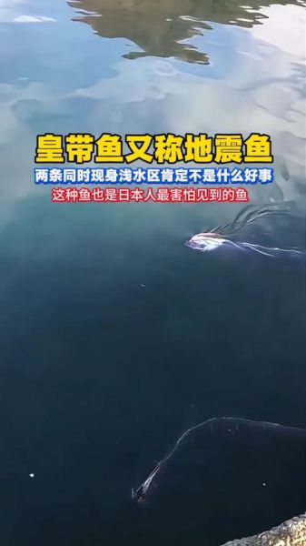 皇带鱼可以吃吗_皇带鱼有毒吗-第1张图片-山城妙识