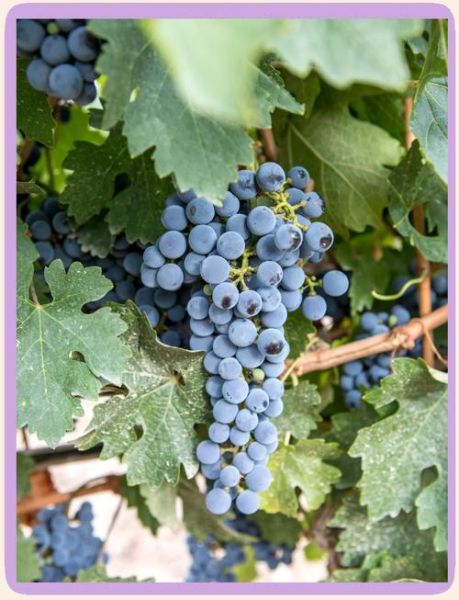 长葡萄怎么种_长葡萄品种有哪些-第1张图片-山城妙识