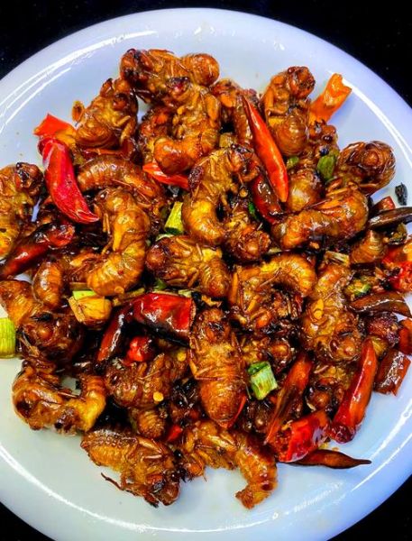 知了怎么吃有营养_知了怎么吃最健康-第1张图片-山城妙识