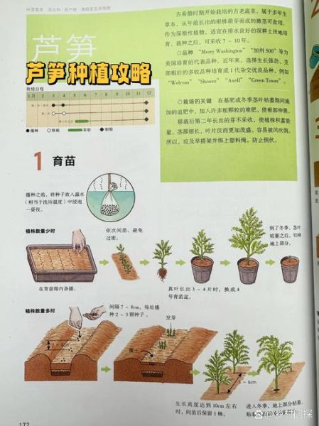 盆栽芦笋怎么种_盆栽芦笋多久能收获-第2张图片-山城妙识