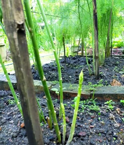 盆栽芦笋怎么种_盆栽芦笋多久能收获-第1张图片-山城妙识