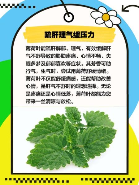薄荷叶可以做什么_薄荷叶怎么用效果最好-第2张图片-山城妙识