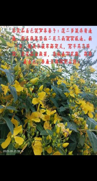 小黄花怎么养_小黄花为什么不开花-第1张图片-山城妙识