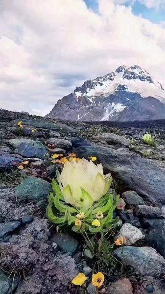野生雪莲花多少钱一斤_如何辨别真假-第1张图片-山城妙识