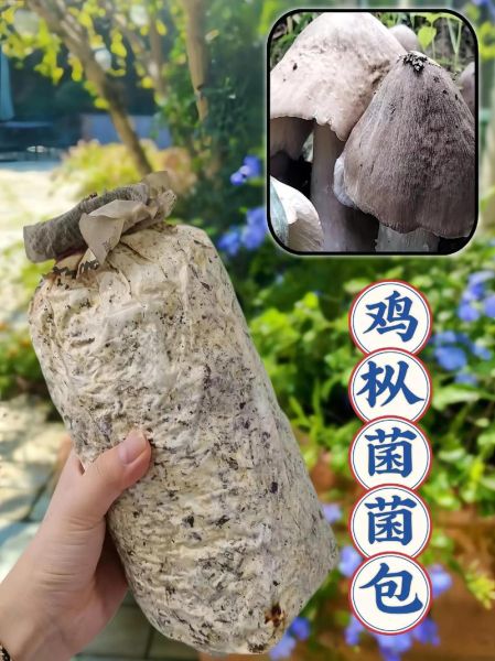 鸡枞菌种子多少钱一包_鸡枞菌种子购买渠道-第1张图片-山城妙识