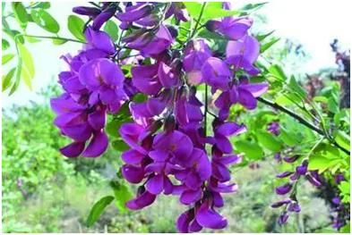 紫色槐花怎么吃_紫色槐花最佳吃法-第3张图片-山城妙识