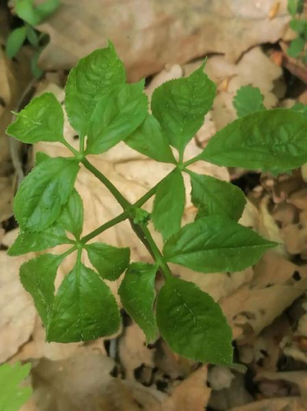 野人参叶子图片长什么样_如何辨别真假-第3张图片-山城妙识 野人参叶子图片长什么样_如何辨别真假-第3张图片-山城妙识