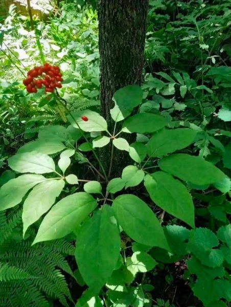 野人参叶子图片长什么样_如何辨别真假-第2张图片-山城妙识 野人参叶子图片长什么样_如何辨别真假-第2张图片-山城妙识