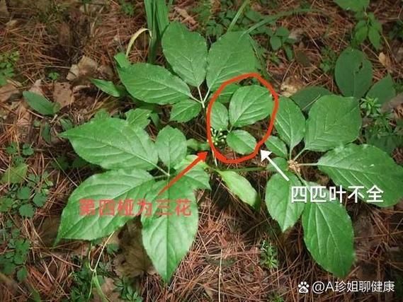 野人参叶子图片长什么样_如何辨别真假-第1张图片-山城妙识 野人参叶子图片长什么样_如何辨别真假-第1张图片-山城妙识