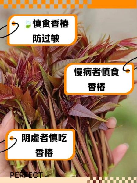 香椿芽是发物吗_哪些人不能吃-第1张图片-山城妙识