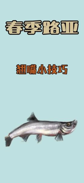 翘嘴鱼怎么钓_翘嘴鱼用什么饵-第2张图片-山城妙识