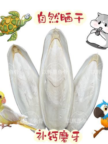 墨鱼骨怎么处理才能喂鸟_墨鱼骨喂鸟的正确方法-第2张图片-山城妙识