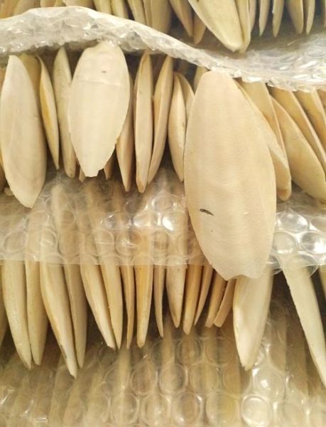 墨鱼骨怎么处理才能喂鸟_墨鱼骨喂鸟的正确方法-第1张图片-山城妙识