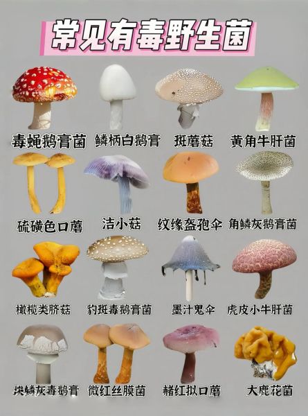 野生菌种类大全_如何安全识别可食用野生菌-第2张图片-山城妙识