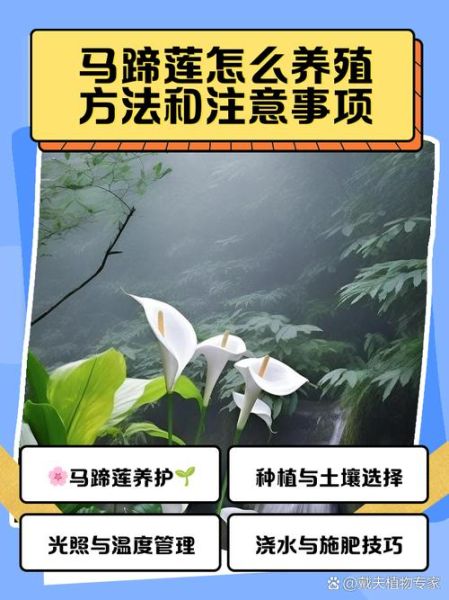 马蹄莲怎么养_马蹄莲养殖方法和注意事项-第1张图片-山城妙识