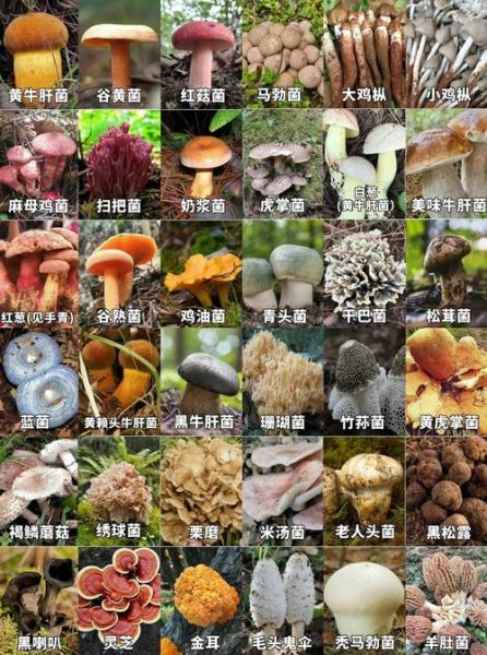 野生菌种类大全_如何安全识别可食用野生菌-第1张图片-山城妙识