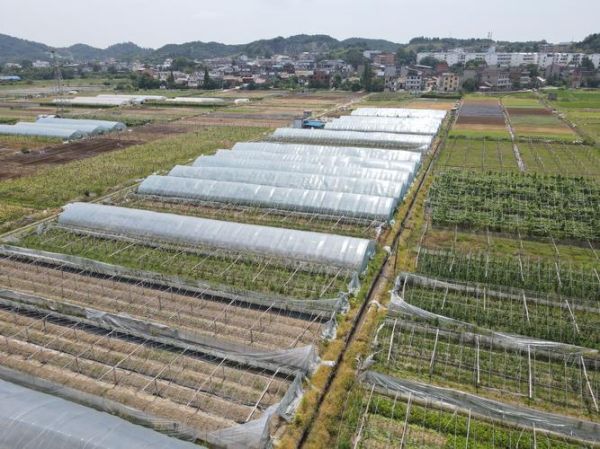 蔬菜大棚一亩投资多少钱_蔬菜大棚怎么建最省钱-第3张图片-山城妙识