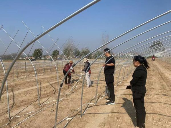 蔬菜大棚一亩投资多少钱_蔬菜大棚怎么建最省钱-第1张图片-山城妙识