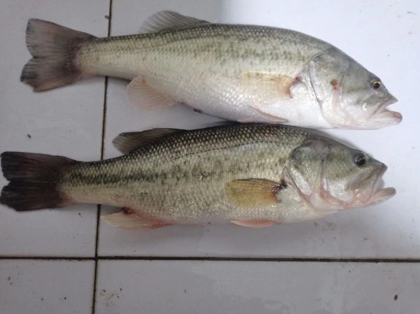 鲈鱼和桂鱼哪个贵_价格差异背后的真相-第3张图片-山城妙识