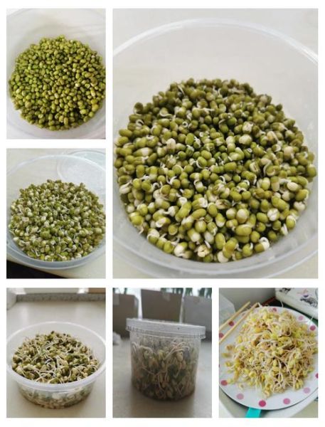 豆芽怎么制作_家庭无土发豆芽方法-第2张图片-山城妙识