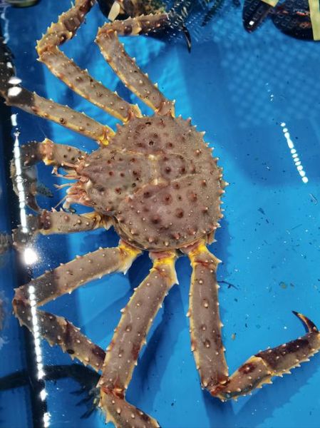 最大的螃蟹有多大_巨型螃蟹真实尺寸-第1张图片-山城妙识