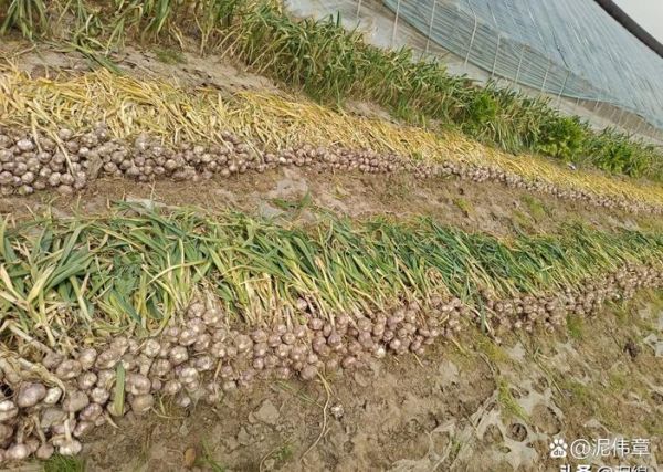 大蒜批发基地在哪里_全国最大集散地-第1张图片-山城妙识