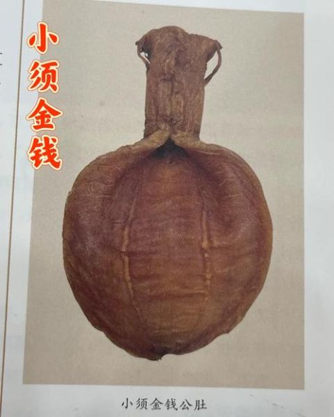 金钱鳘鱼胶多少钱一斤_金钱鳘鱼胶真假辨别-第1张图片-山城妙识 金钱鳘鱼胶多少钱一斤_金钱鳘鱼胶真假辨别-第1张图片-山城妙识