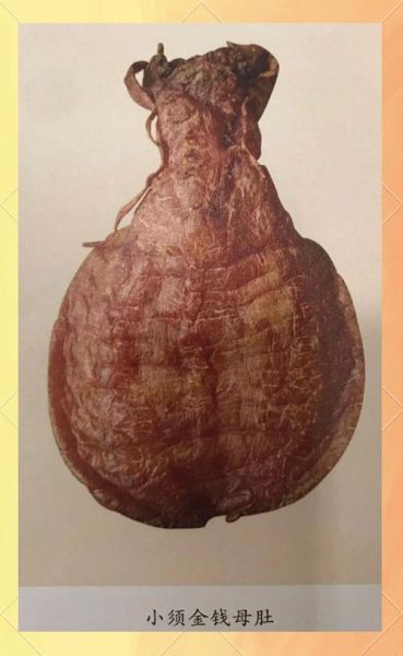 金钱鳘鱼胶多少钱一斤_金钱鳘鱼胶真假辨别-第2张图片-山城妙识 金钱鳘鱼胶多少钱一斤_金钱鳘鱼胶真假辨别-第2张图片-山城妙识