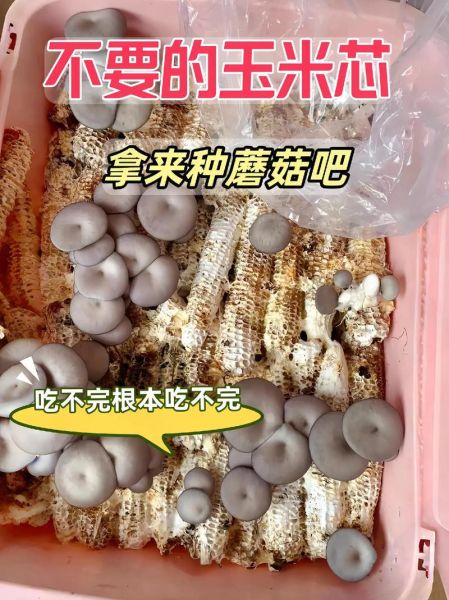 蘑菇种植方法_家庭如何种蘑菇-第1张图片-山城妙识