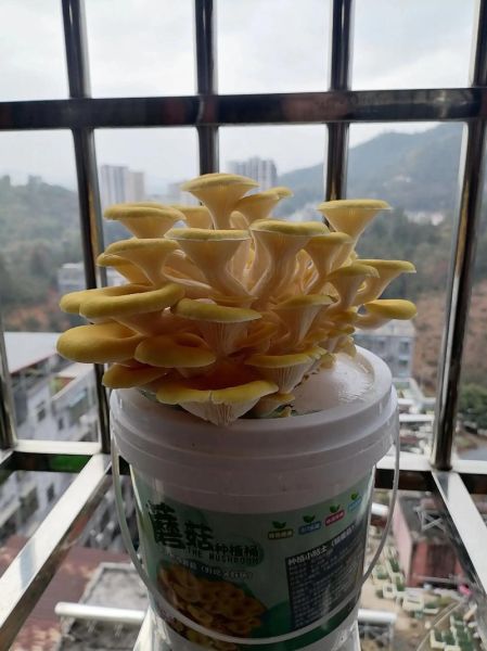 蘑菇种植方法_家庭如何种蘑菇-第2张图片-山城妙识